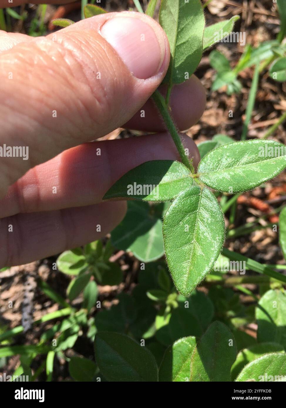 Little-leaf Tick-clover (Desmodium ciliare Stock Photo - Alamy