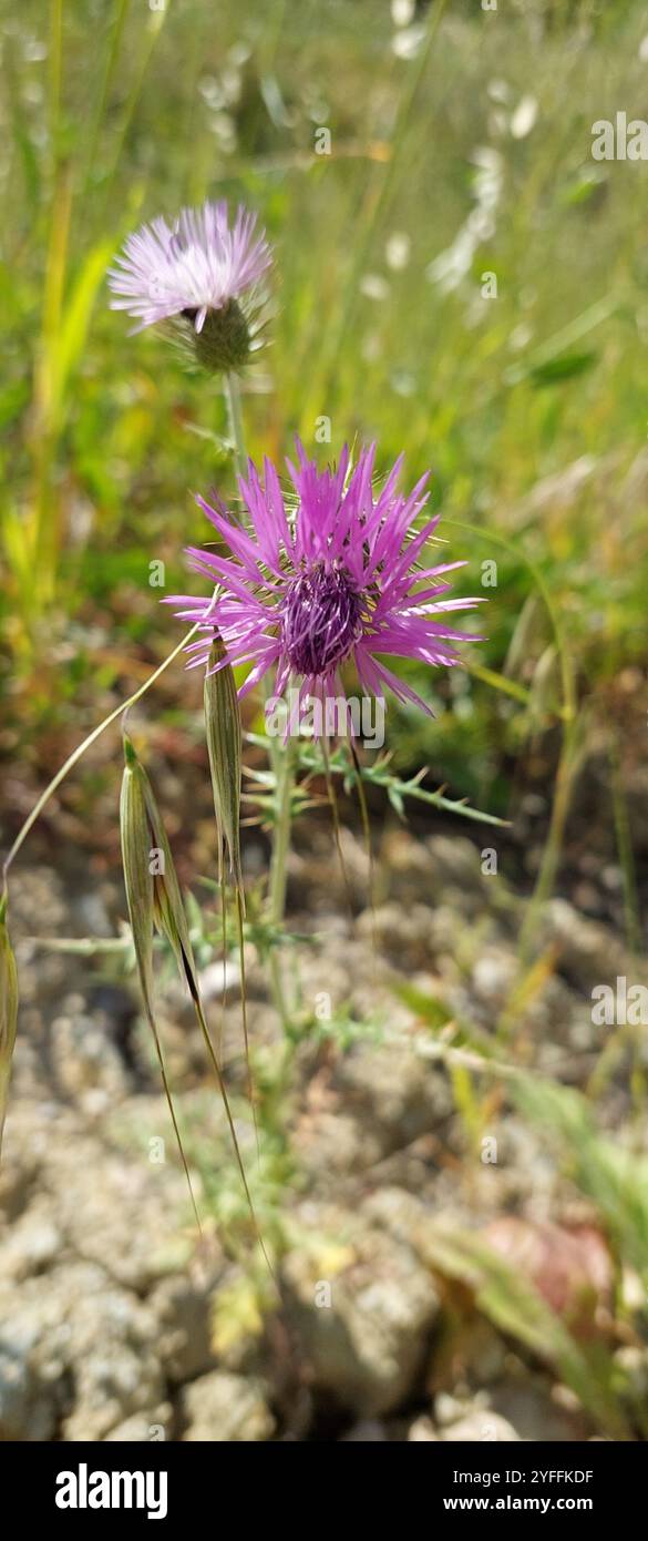 Boar Thistle (Galactites tomentosus Stock Photo - Alamy