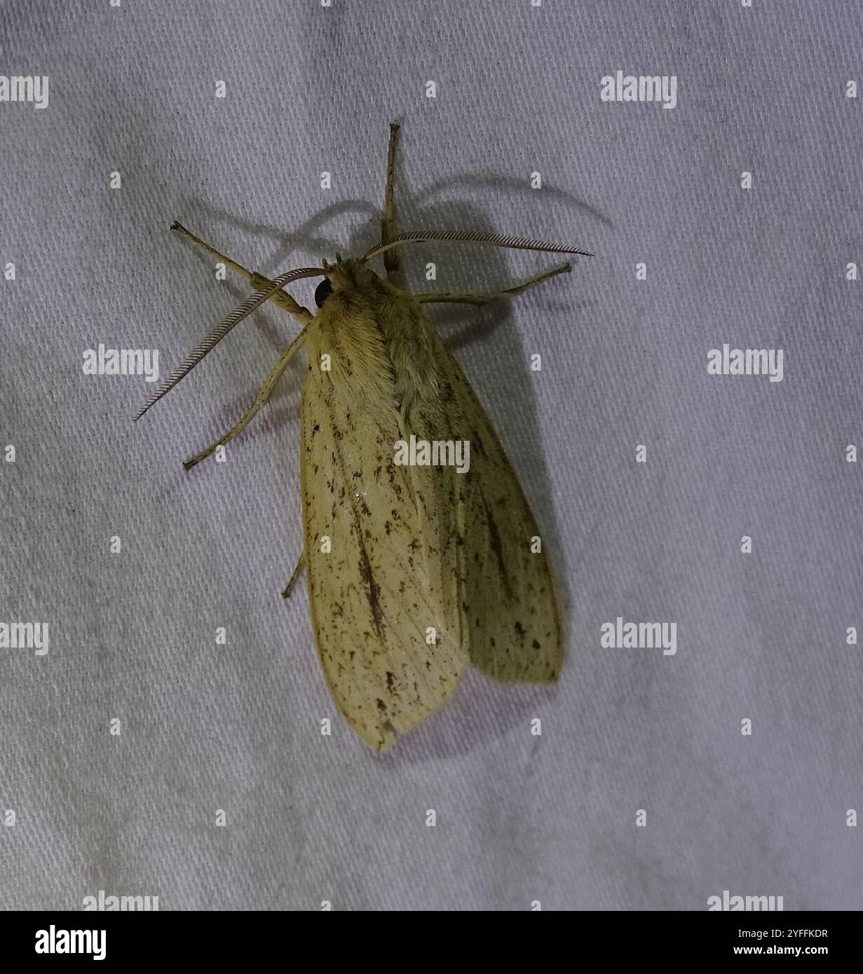 Long streaked tussock moth hi-res stock photography and images - Alamy
