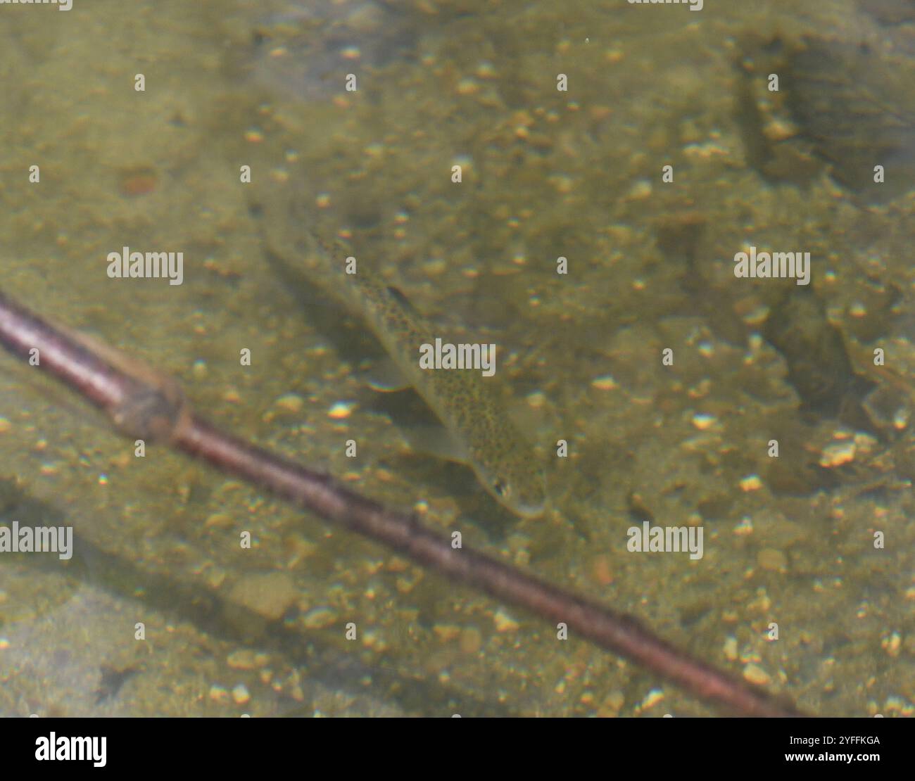 Pacific Salmons and Trouts (Oncorhynchus Stock Photo - Alamy