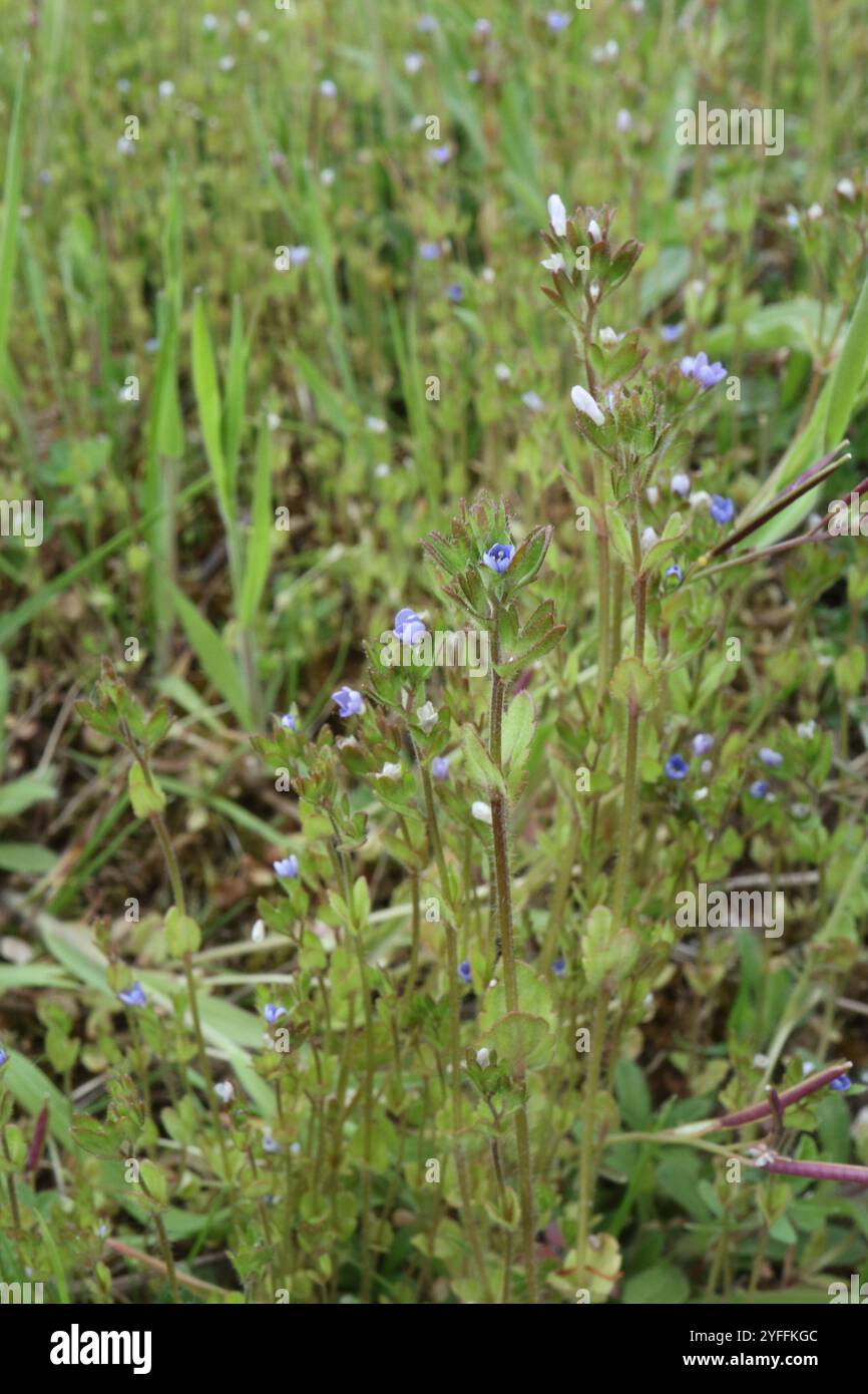 corn speedwell (Veronica arvensis Stock Photo - Alamy