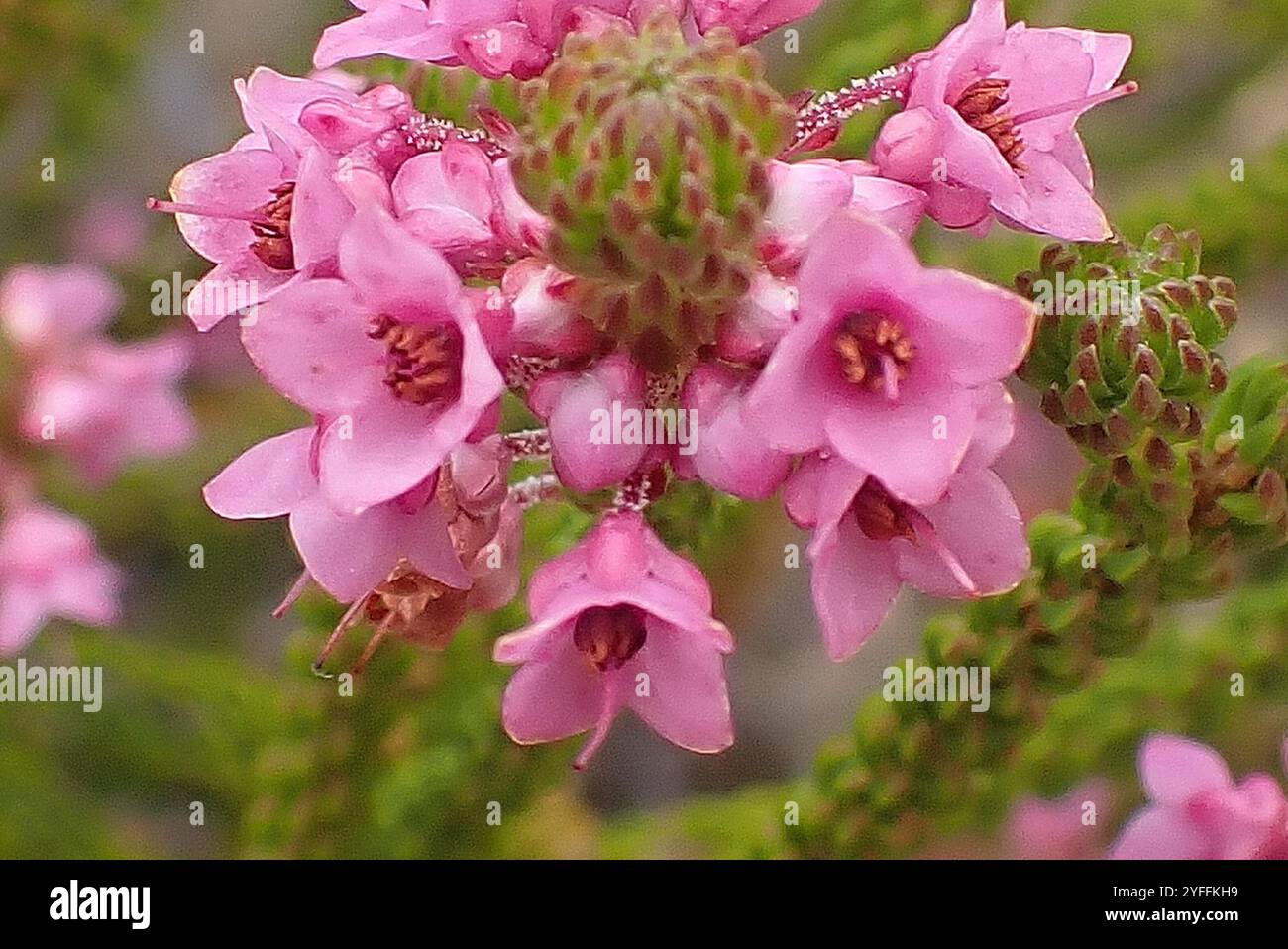 Graffiti Heath (Erica seriphiifolia Stock Photo - Alamy