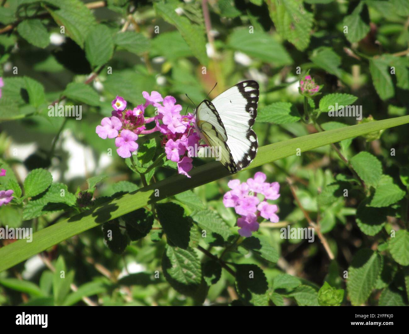 African Common White (Belenois creona severina Stock Photo - Alamy