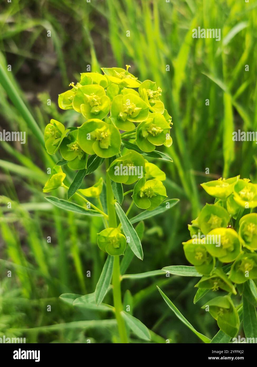 leafy spurge (Euphorbia esula Stock Photo - Alamy