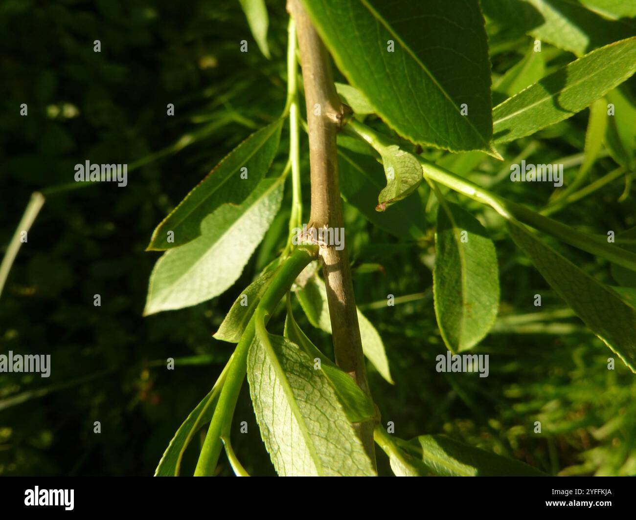 Almond willow (salix triandra) hi-res stock photography and images - Alamy