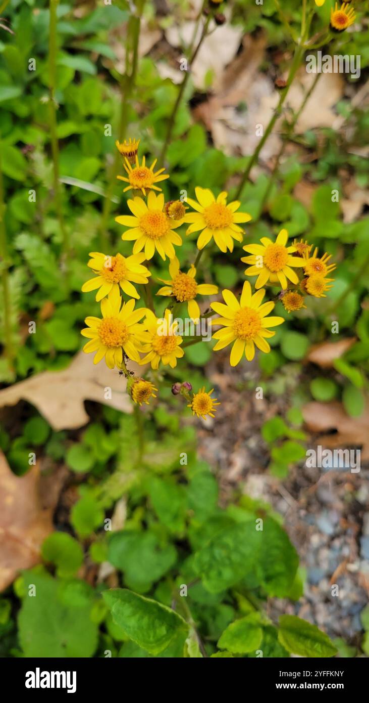 roundleaf ragwort (Packera obovata Stock Photo - Alamy