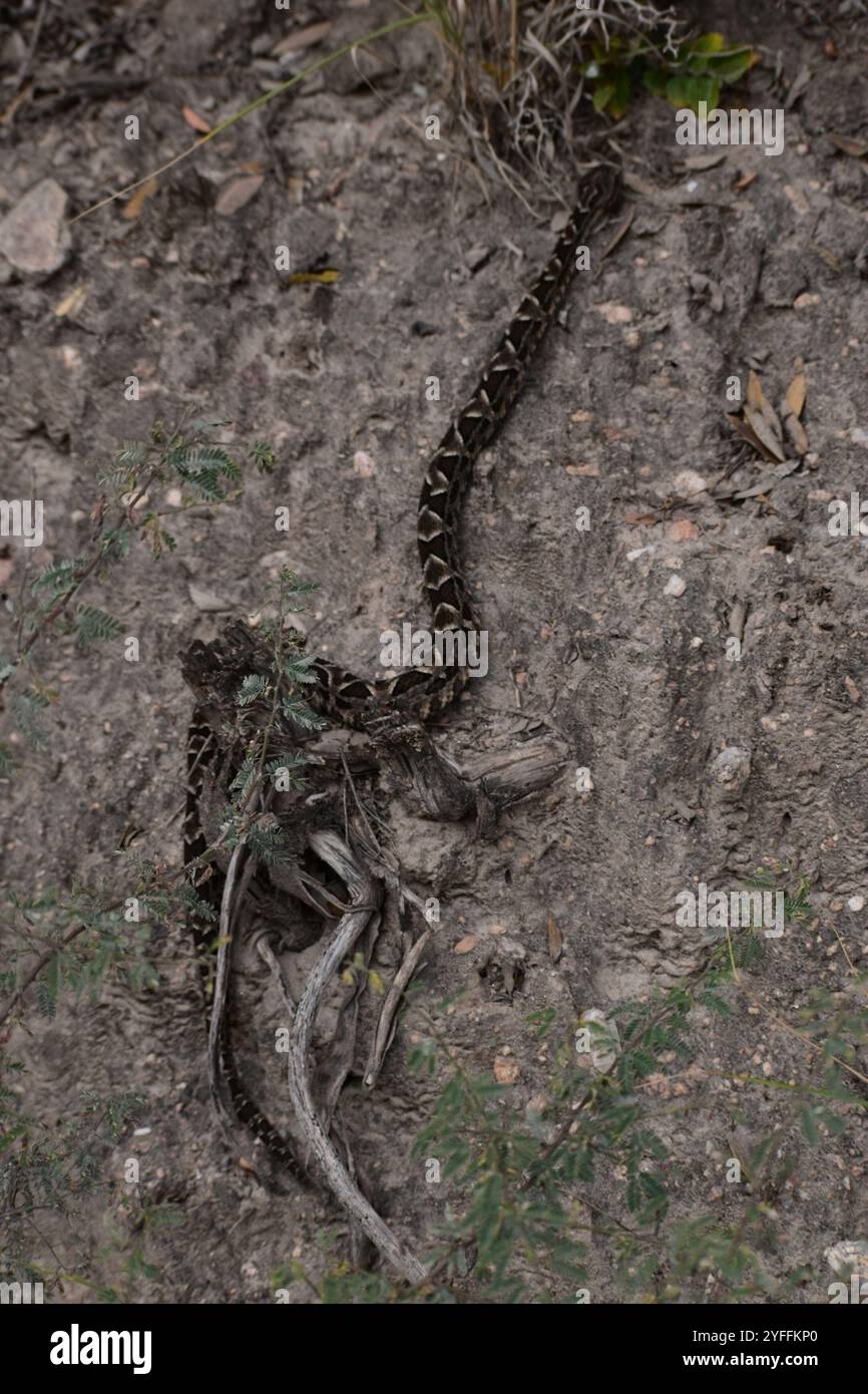 Painted Lancehead (Bothrops diporus Stock Photo - Alamy
