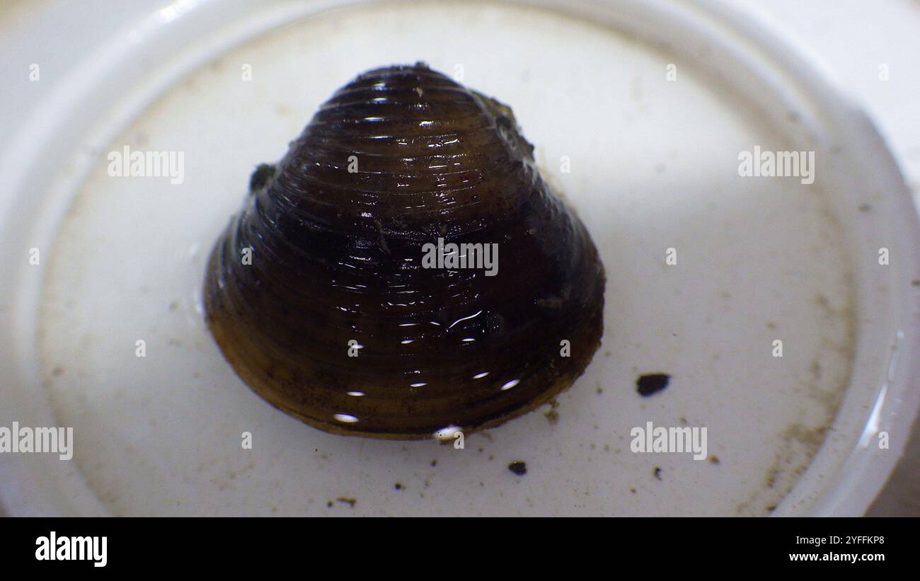 Asian Clam (Corbicula fluminea Stock Photo - Alamy