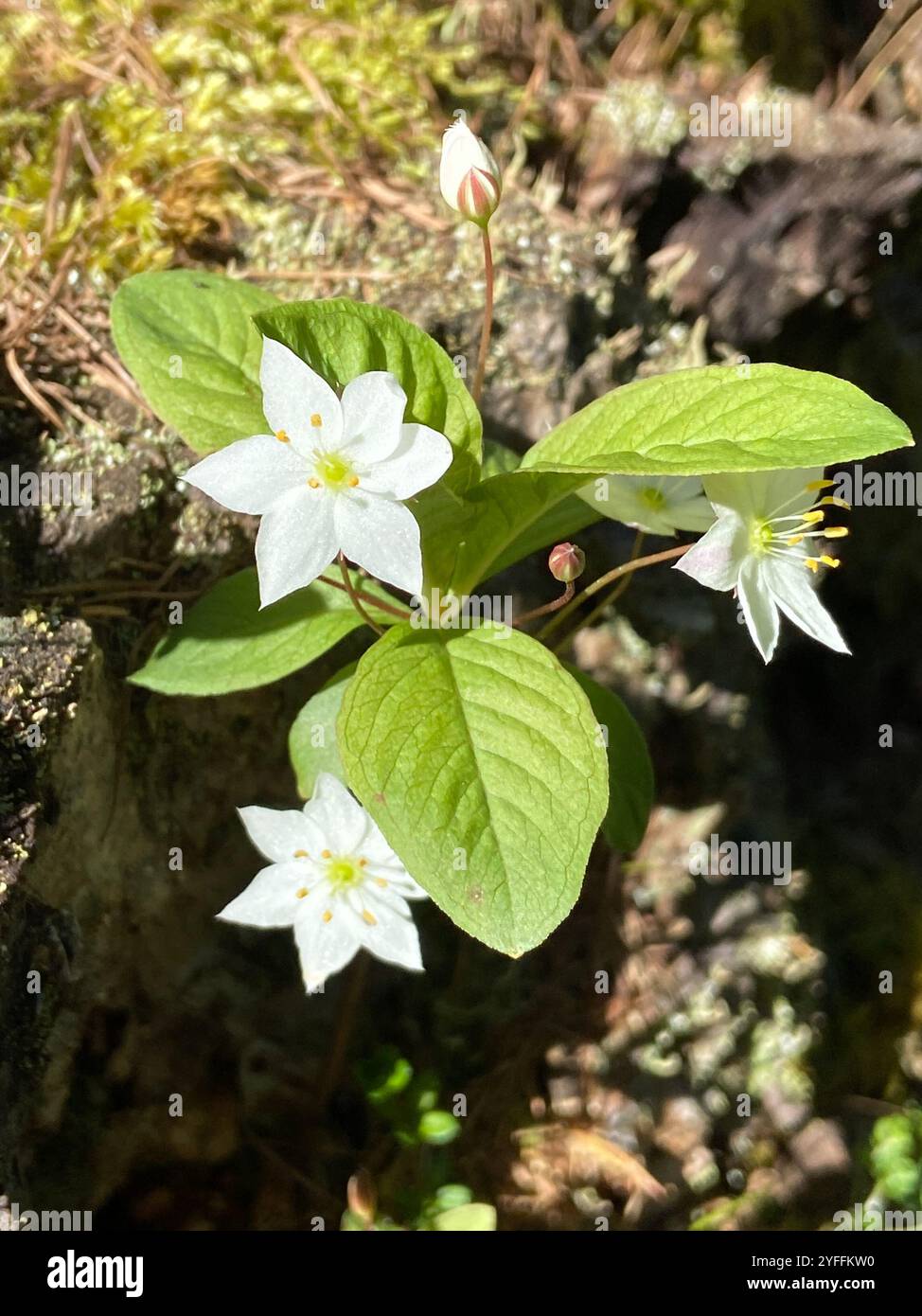 Arctic Starflower (Lysimachia europaea Stock Photo - Alamy
