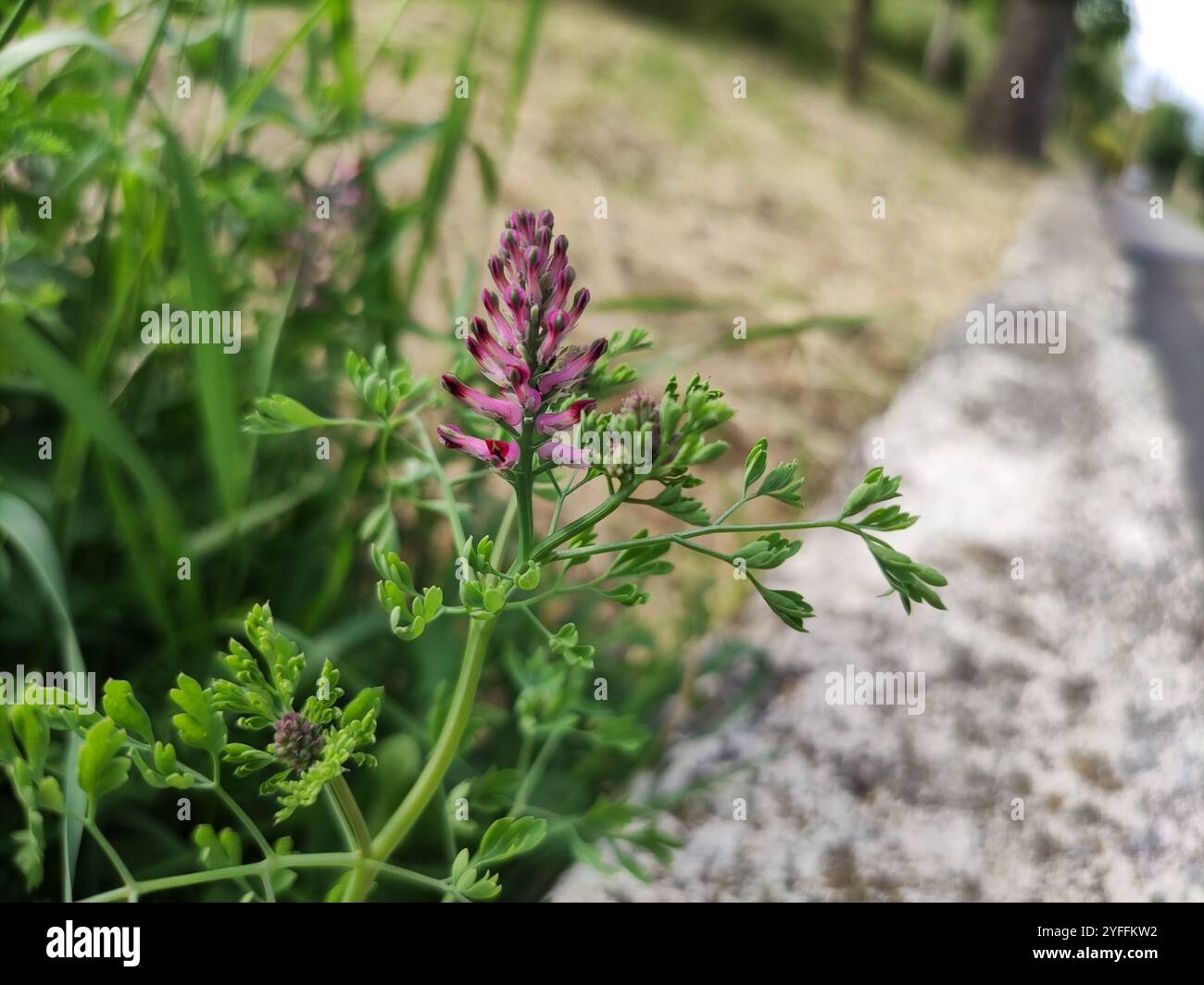 Common Fumitory (Fumaria officinalis Stock Photo - Alamy