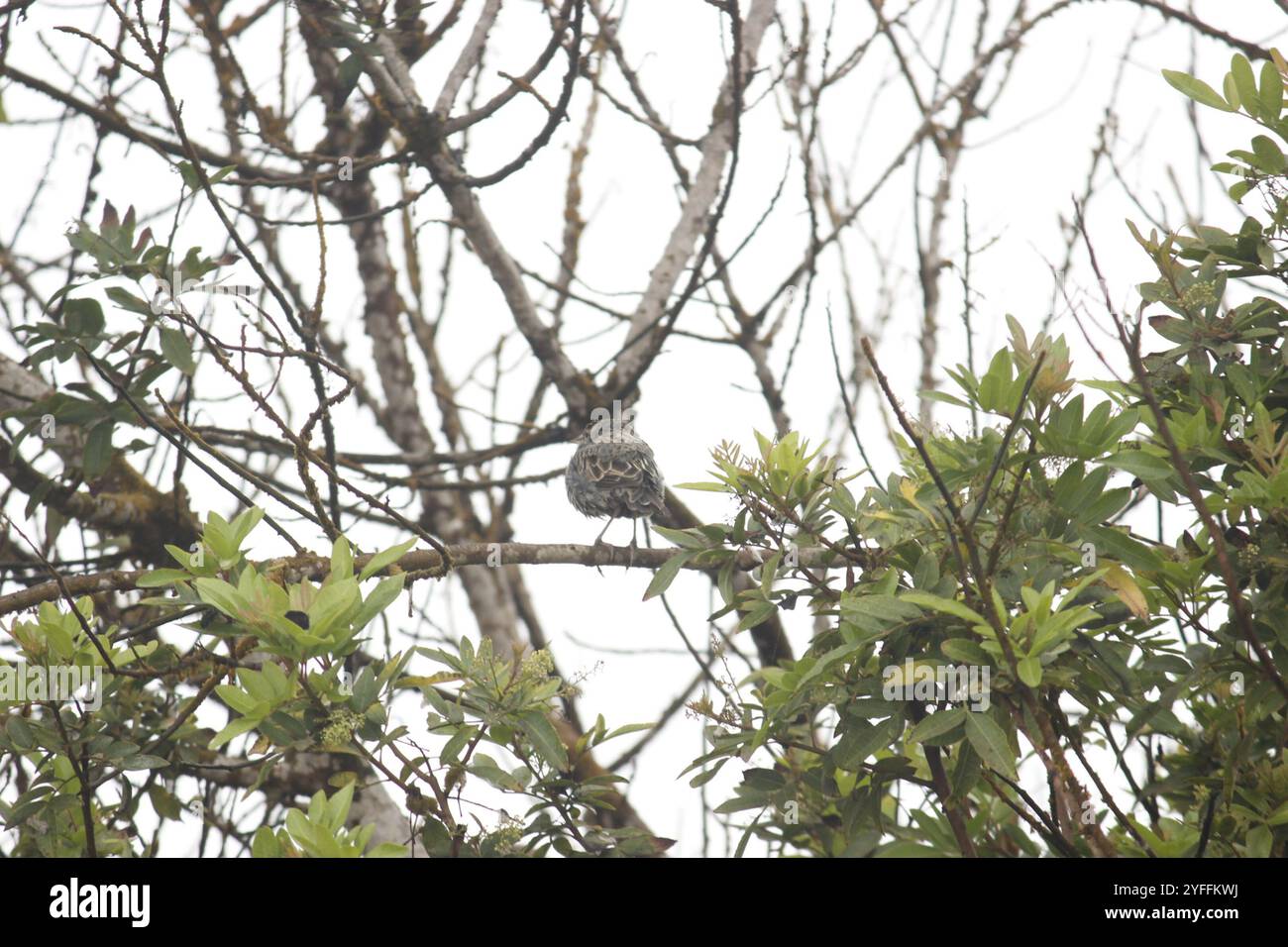 Peruvian meadowlark leistes bellicosus hi-res stock photography and ...