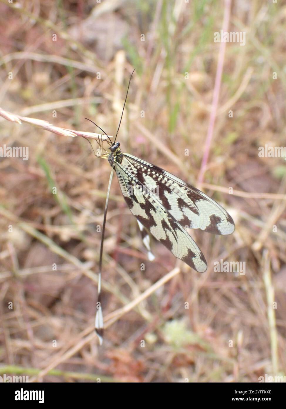 Sinuated Spoonwing (Nemoptera sinuata Stock Photo - Alamy