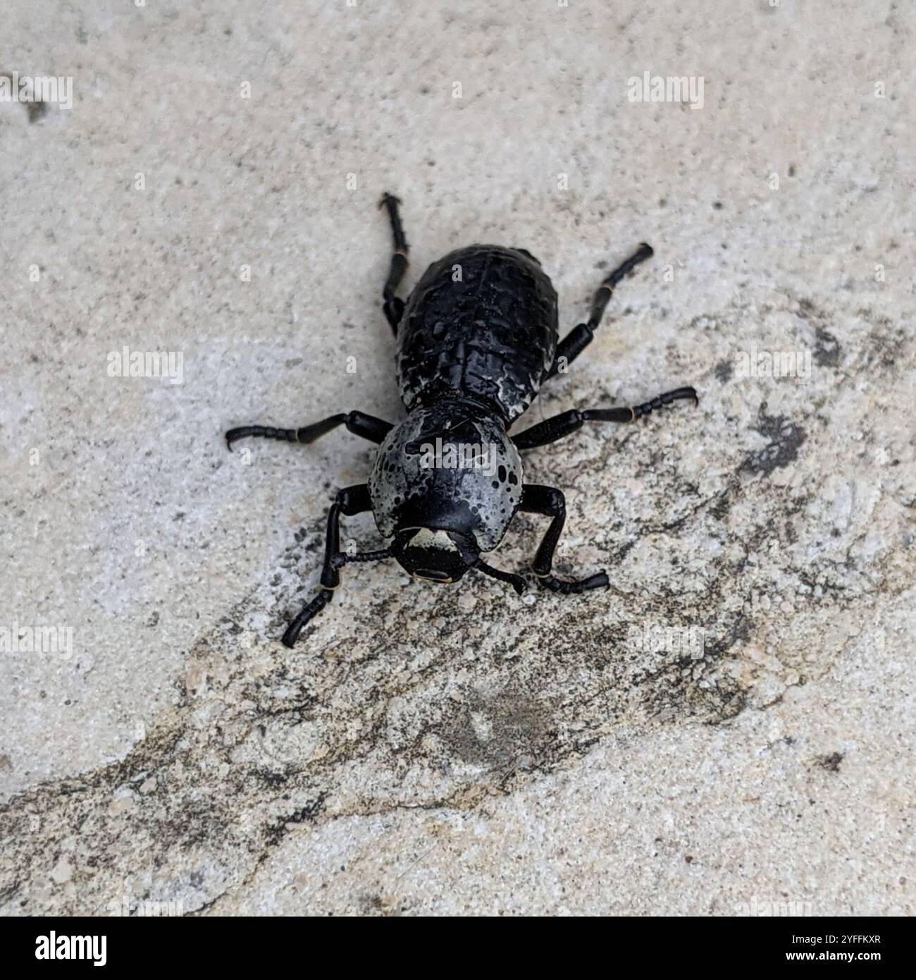 Texas Ironclad Beetle (Zopherus nodulosus haldemani Stock Photo - Alamy