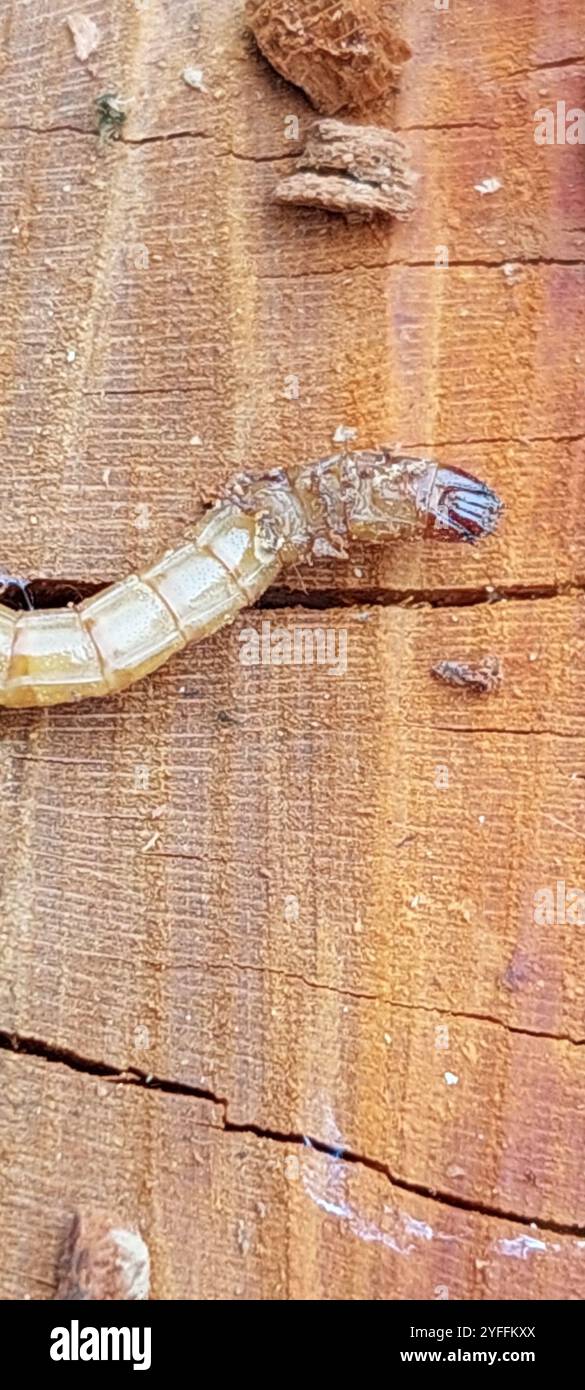 Yellow Mealworm Beetle (Tenebrio molitor Stock Photo - Alamy