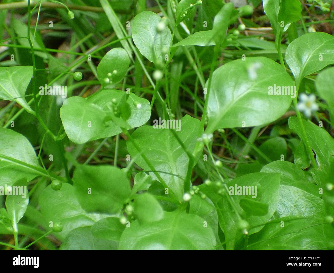 seaside brookweed (Samolus parviflorus Stock Photo - Alamy