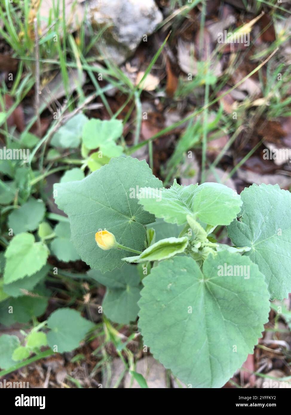 sweet Indian Mallow (Abutilon fruticosum Stock Photo - Alamy