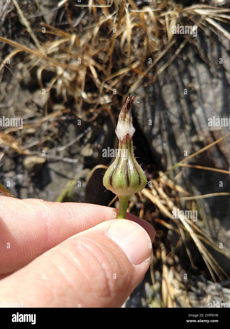 Urospermum picroides hi-res stock photography and images - Alamy