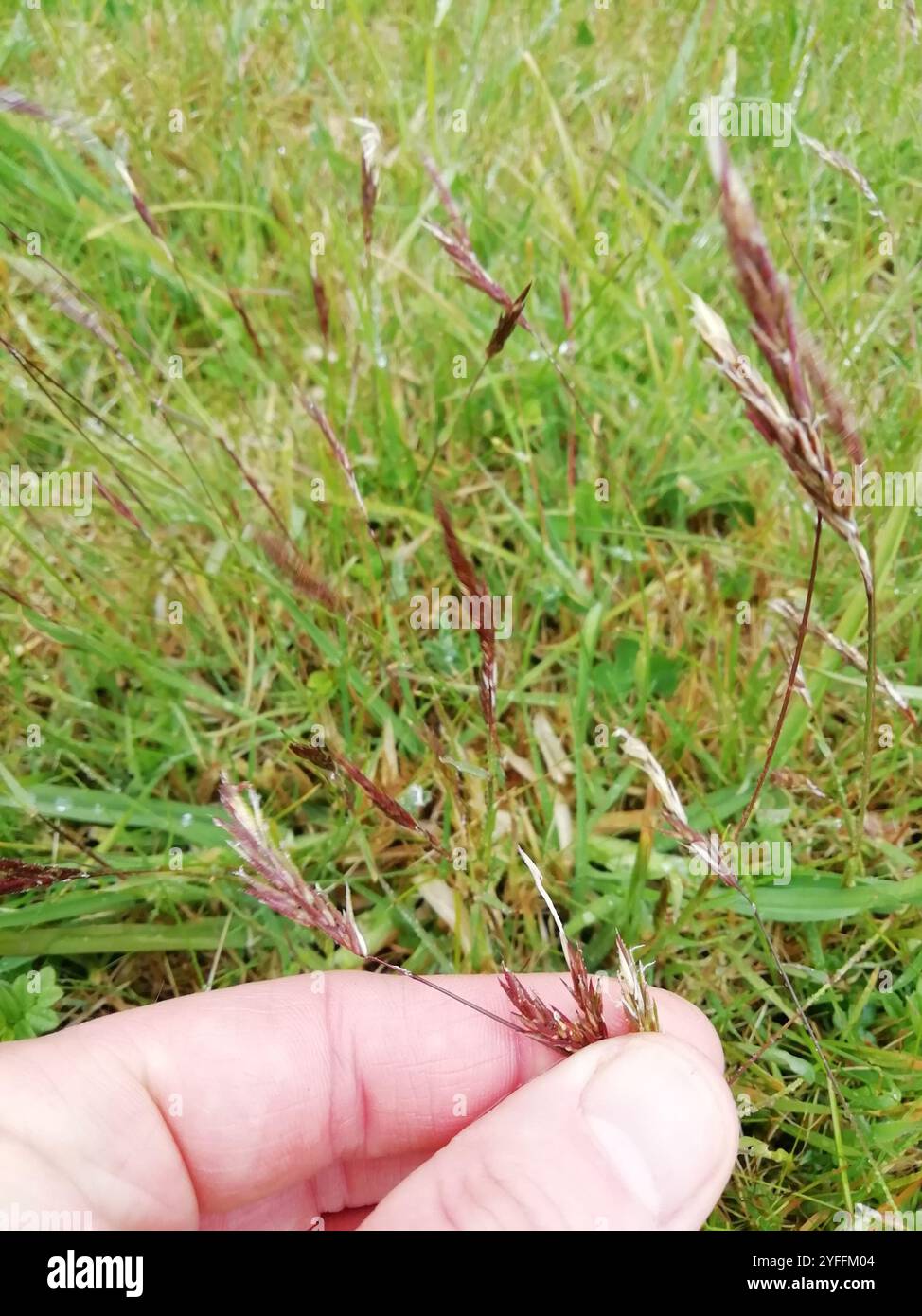 sweet vernal grass (Anthoxanthum odoratum Stock Photo - Alamy