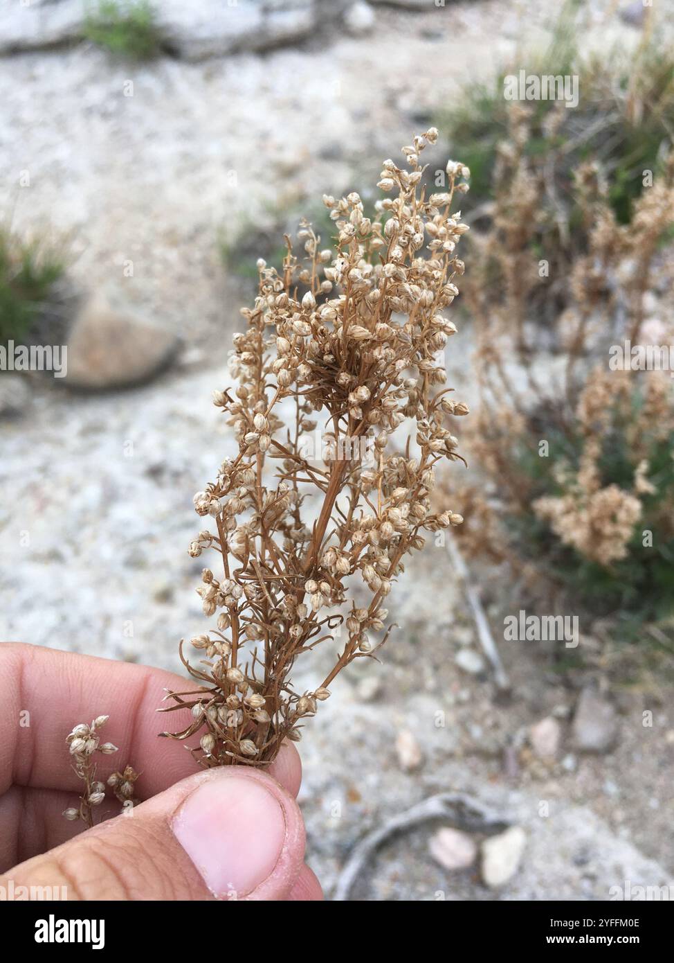 Field Sagewort (Artemisia campestris Stock Photo - Alamy