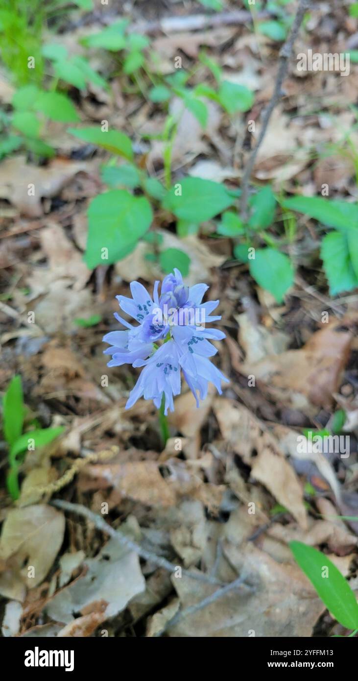 Spanish Bluebell (Hyacinthoides hispanica Stock Photo - Alamy