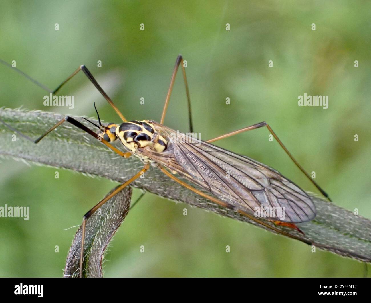 Spotted Cranefly (Nephrotoma appendiculata Stock Photo - Alamy