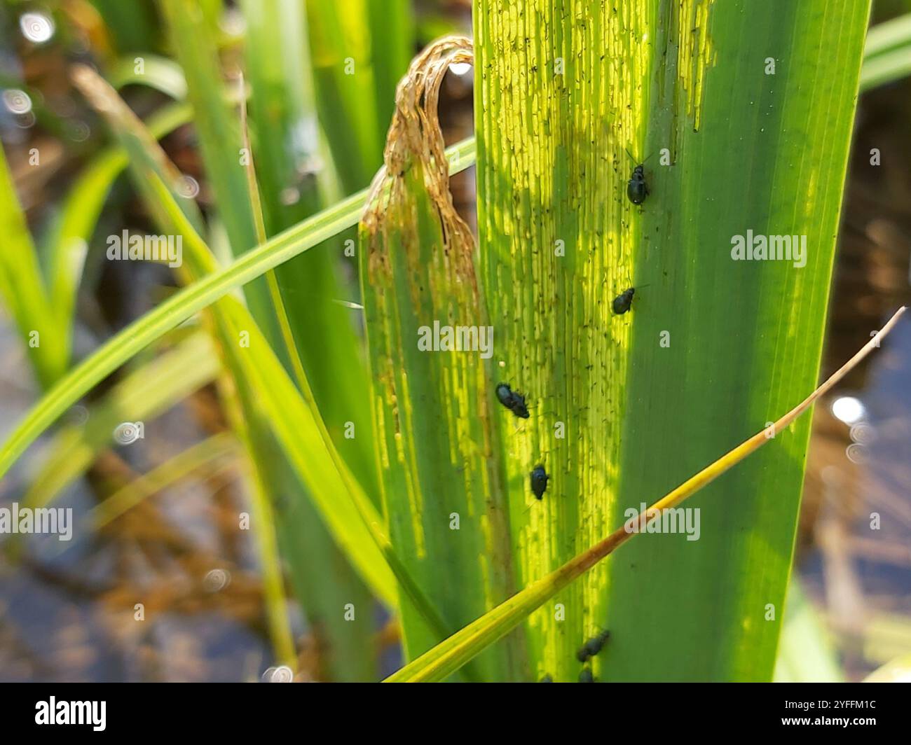Iris Flea Beetle (Aphthona nonstriata Stock Photo - Alamy