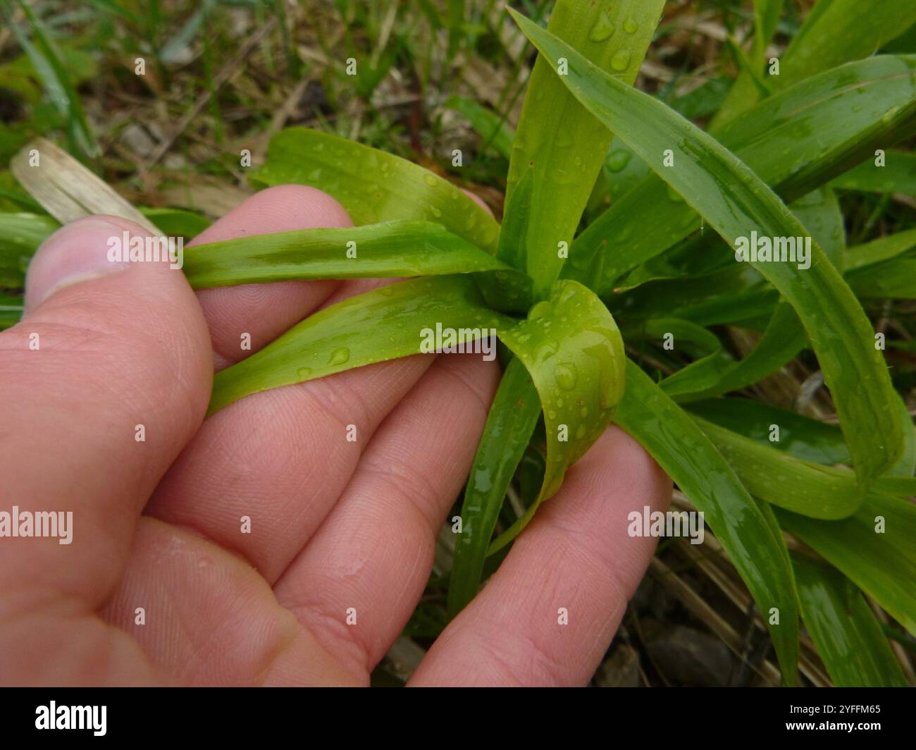Great Woodrush (Luzula sylvatica Stock Photo - Alamy