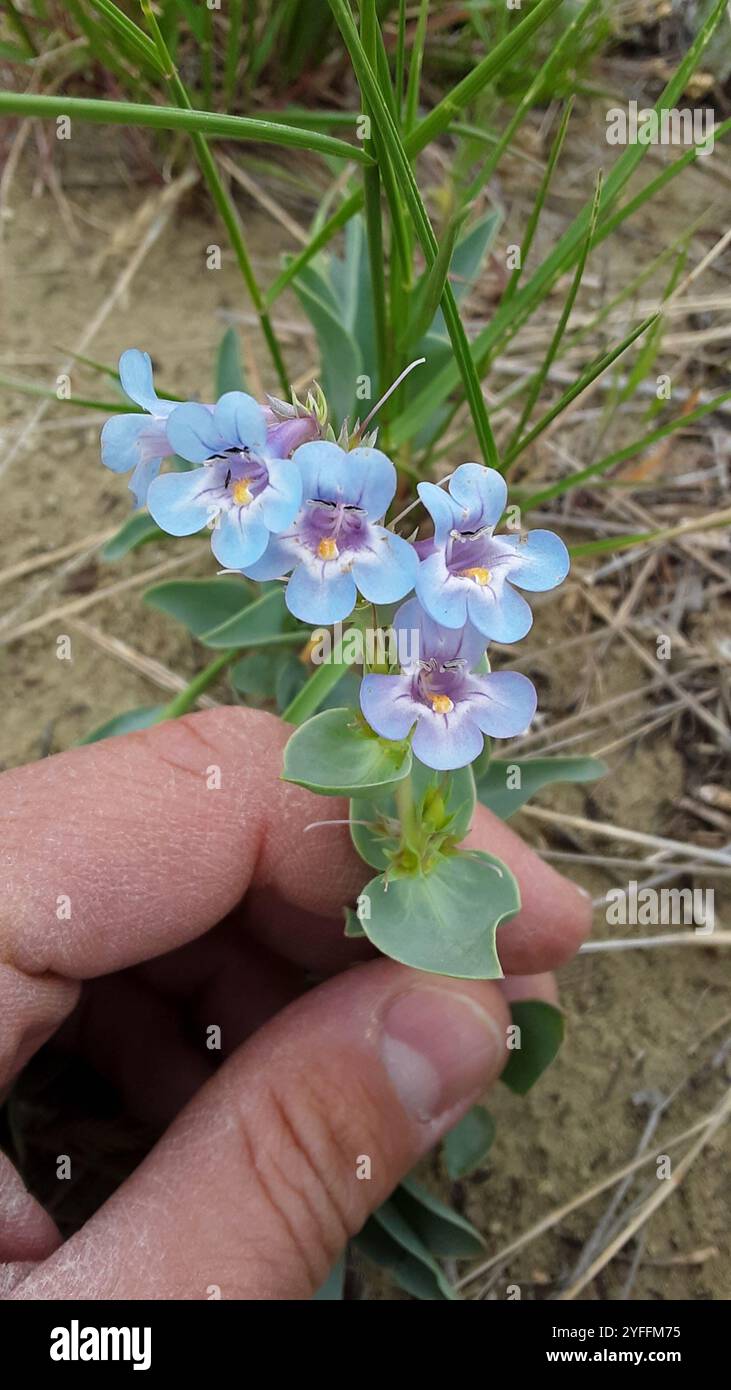 Wax-leaf Beardtongue (Penstemon nitidus Stock Photo - Alamy
