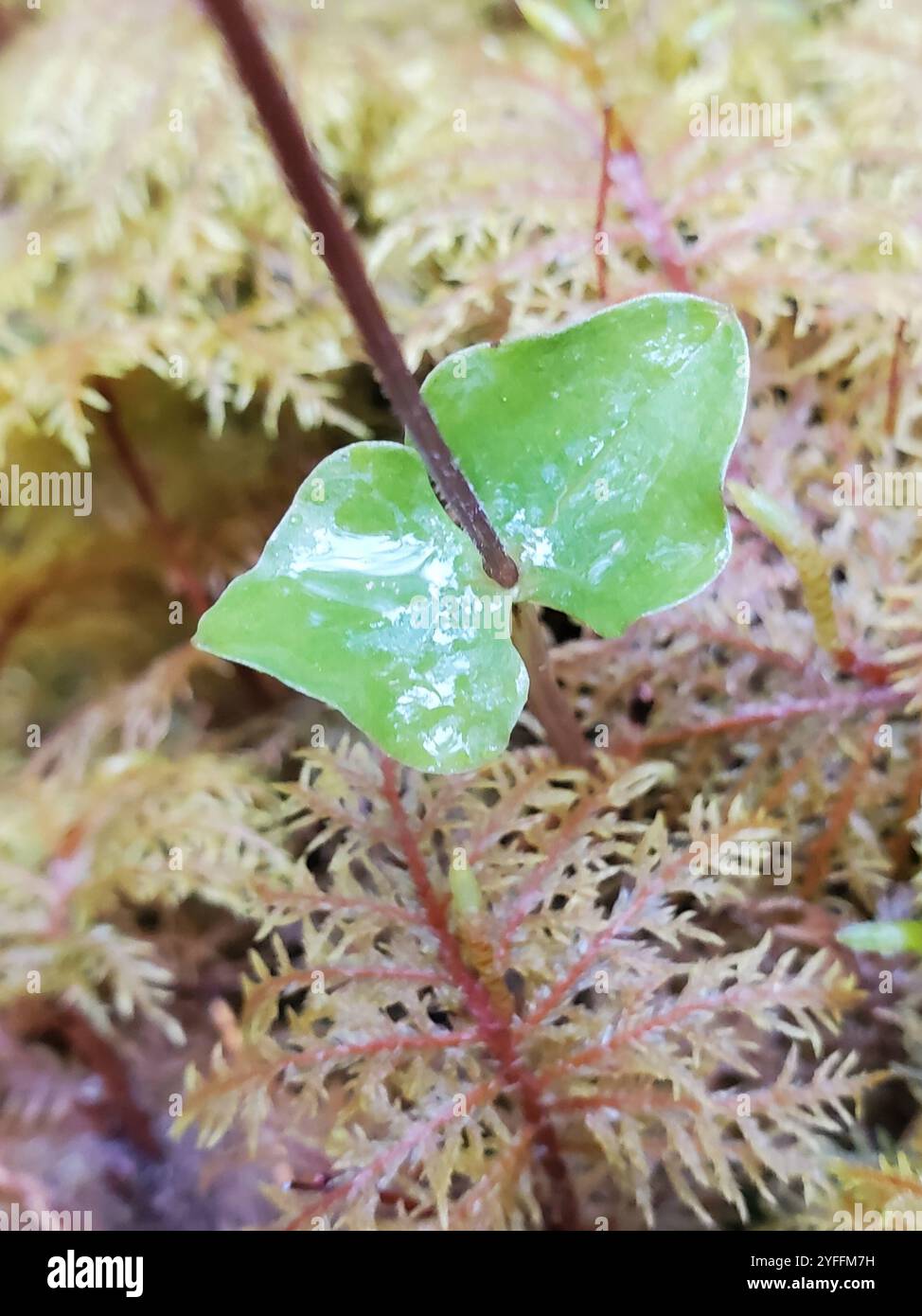 Heartleaf Twayblade (Neottia cordata Stock Photo - Alamy