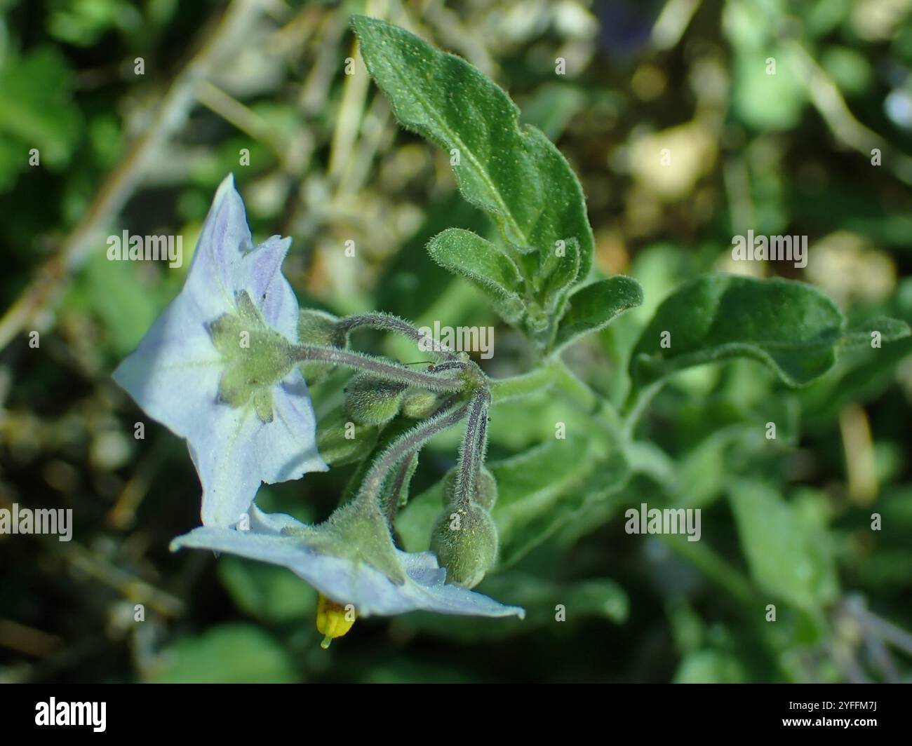 purple nightshade (Solanum xanti Stock Photo - Alamy