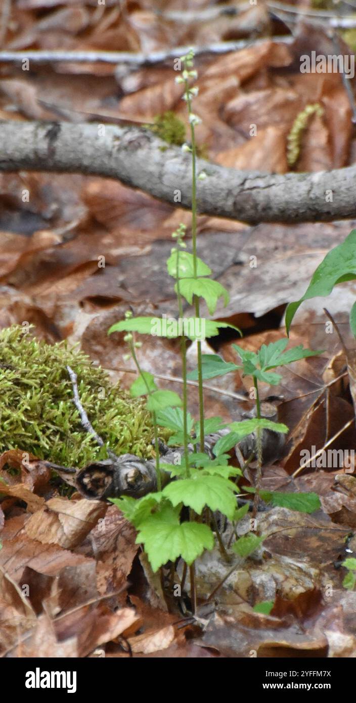twoleaf miterwort (Mitella diphylla Stock Photo - Alamy