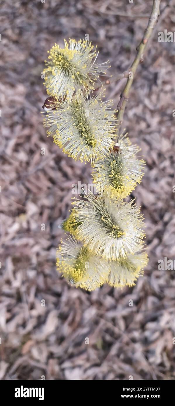 goat willow (Salix caprea Stock Photo - Alamy