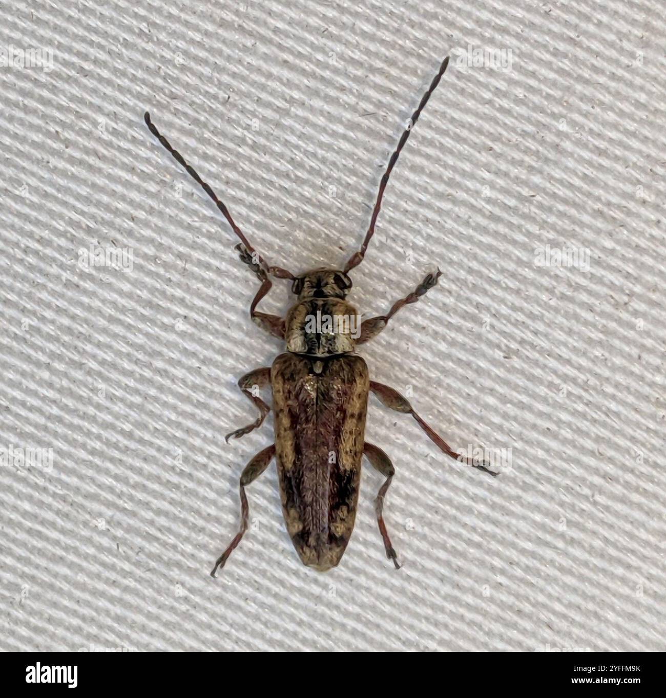 Small Cedar Borer (Atimia confusa Stock Photo - Alamy