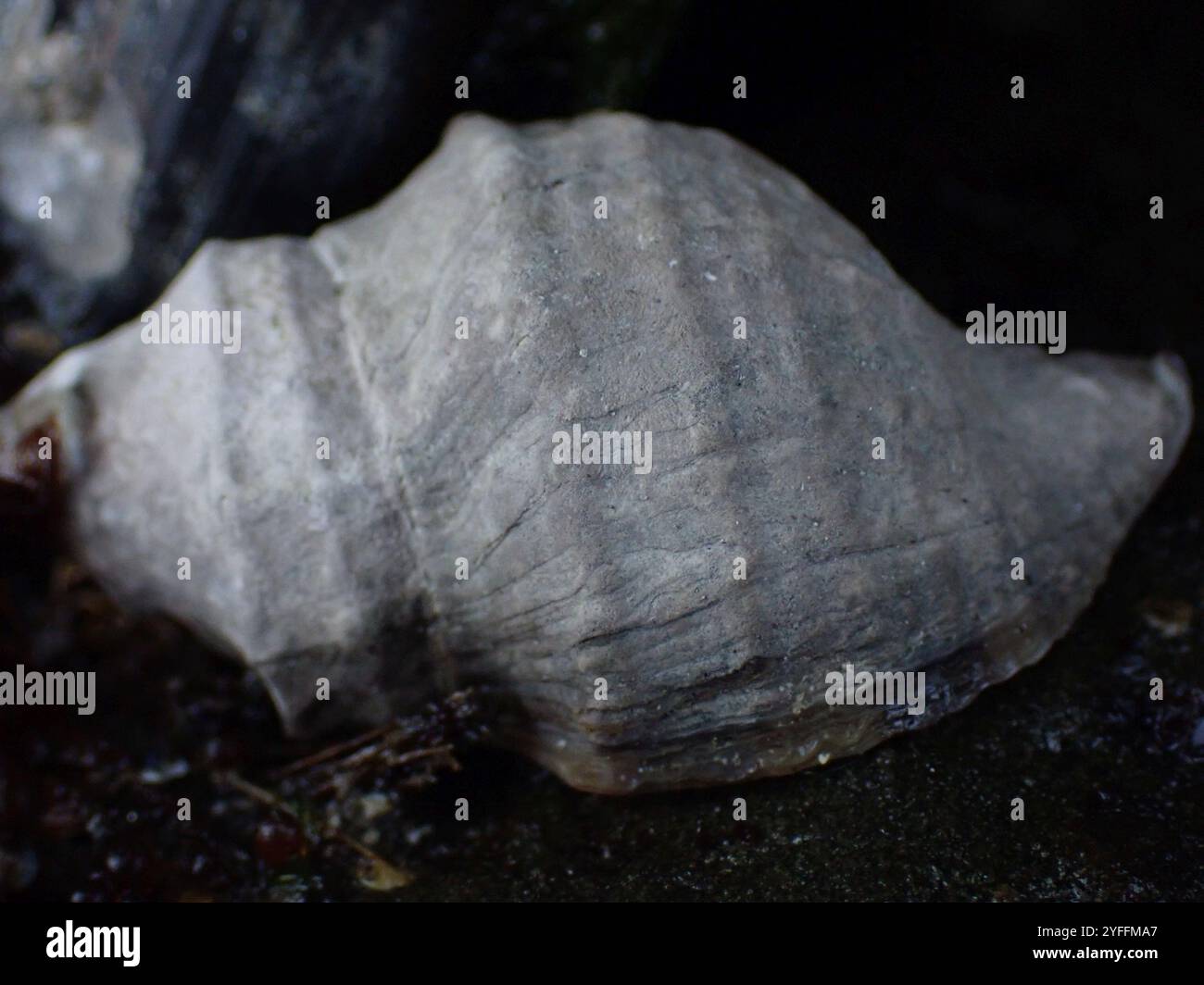 Frilled Dogwinkle (Nucella lamellosa Stock Photo - Alamy