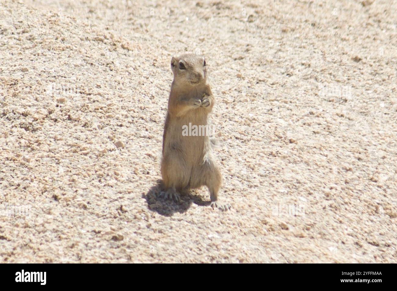 White-tailed Antelope Squirrel (Ammospermophilus leucurus Stock Photo ...