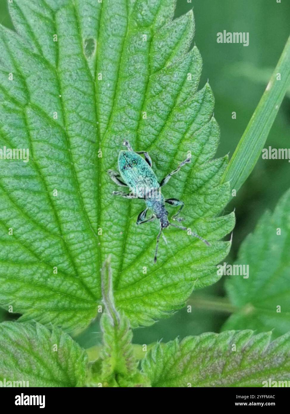 Nettle weevil (Phyllobius pomaceus Stock Photo - Alamy