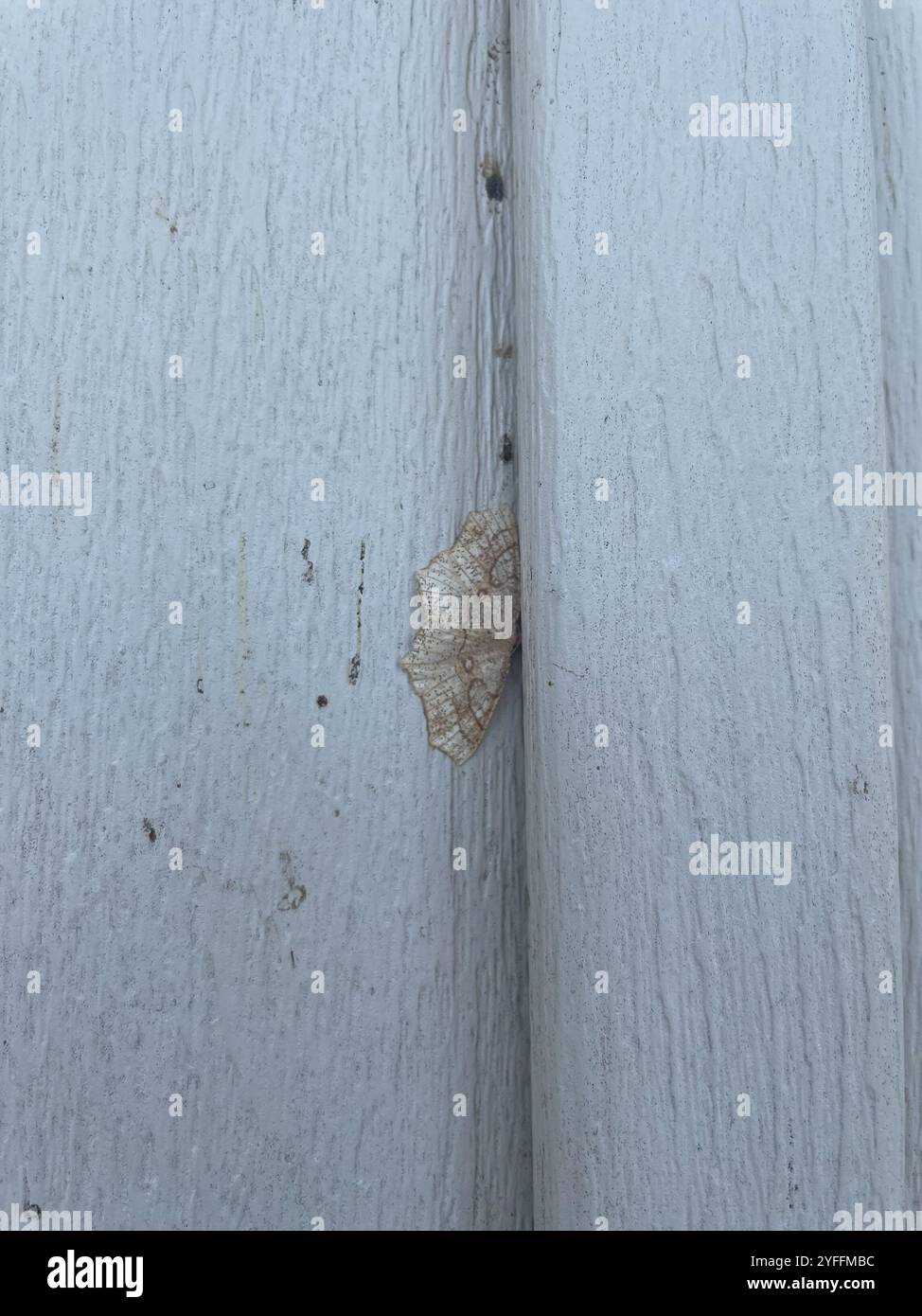 Besma moth hi-res stock photography and images - Alamy