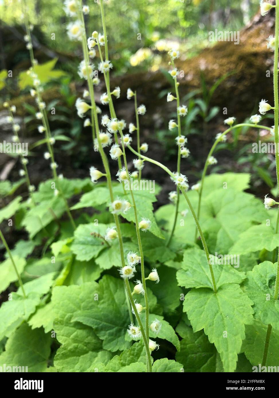 twoleaf miterwort (Mitella diphylla Stock Photo - Alamy
