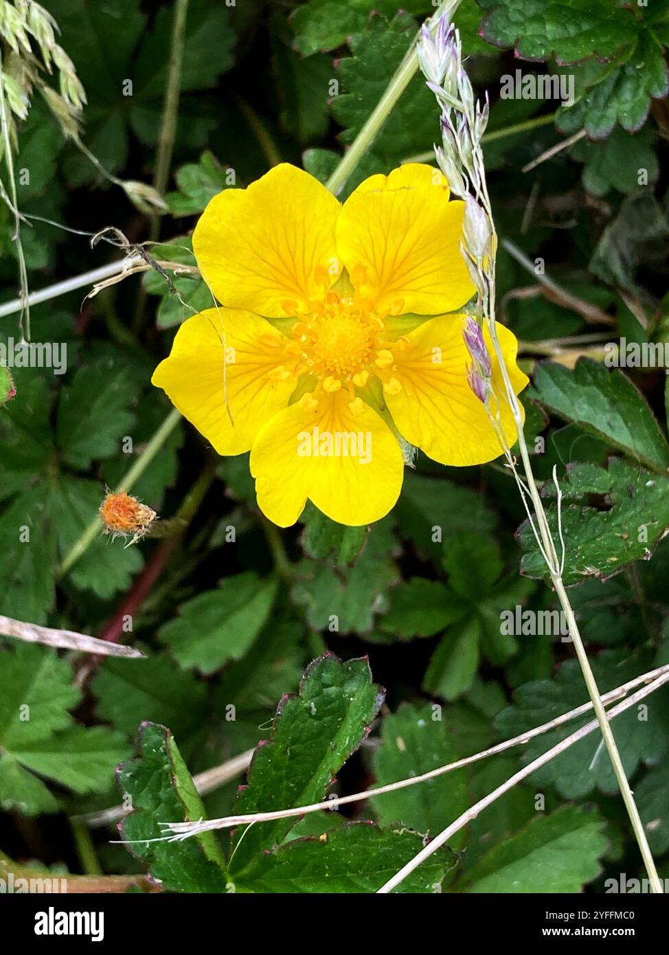 common cinquefoil (Potentilla simplex Stock Photo - Alamy
