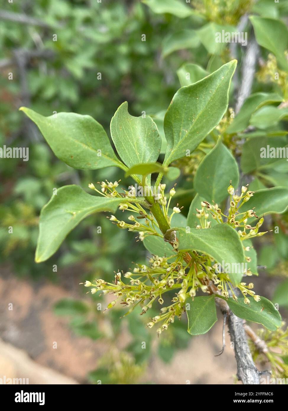 single-leaf ash (Fraxinus anomala Stock Photo - Alamy