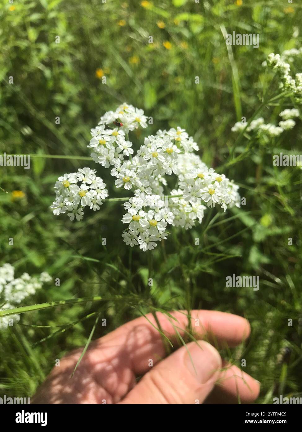 prairie bishop (Bifora americana Stock Photo - Alamy