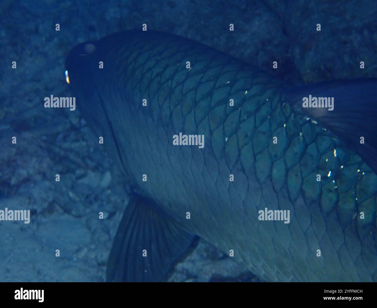 Atlantic Tarpon (Megalops atlanticus Stock Photo - Alamy