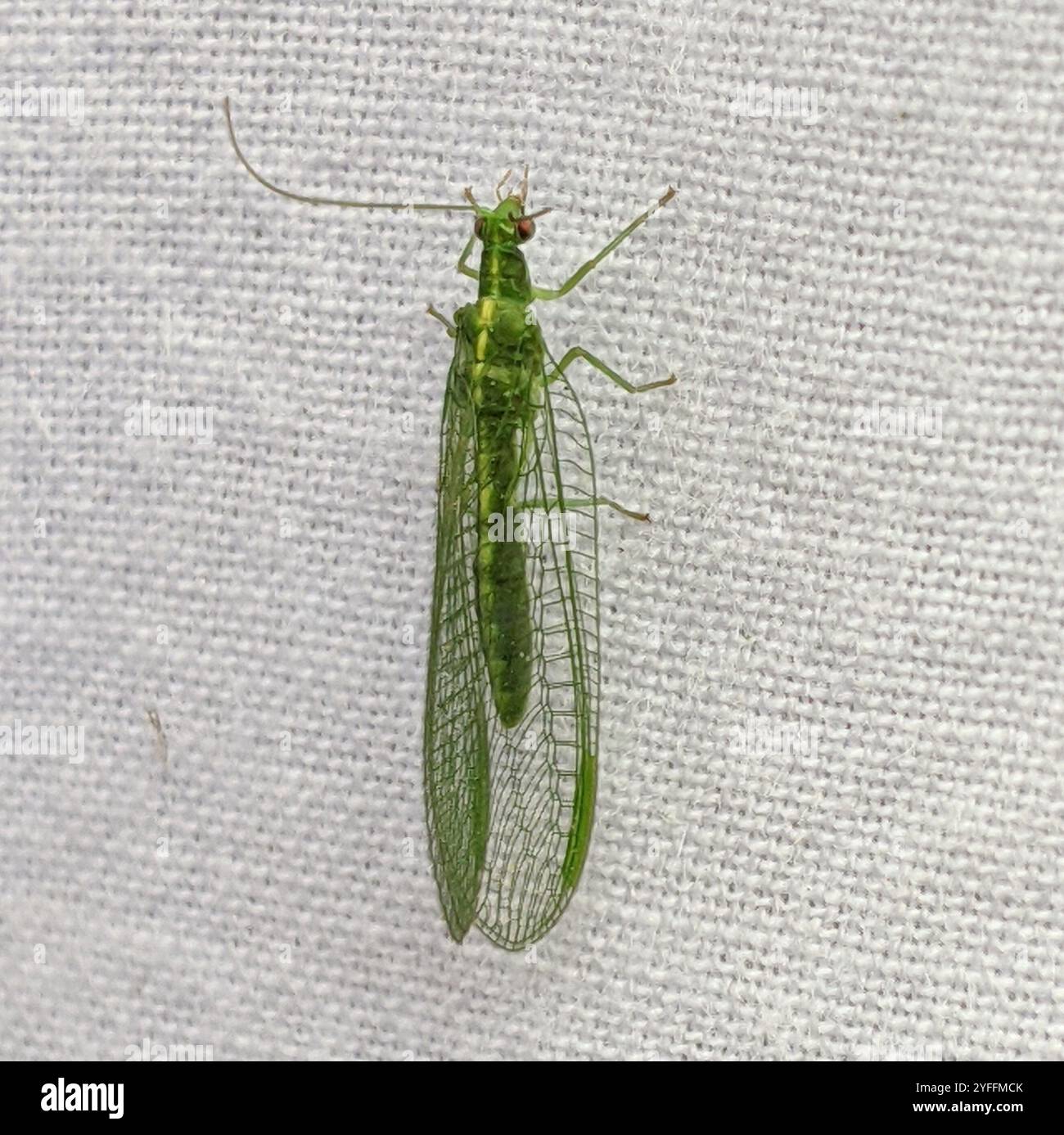 common green lacewings (Chrysoperla Stock Photo - Alamy