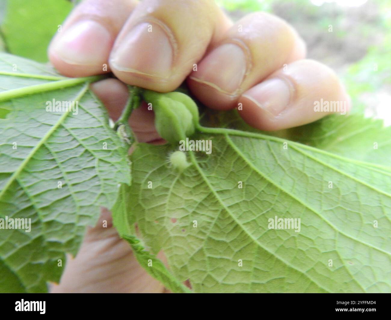 Hackberry Petiole Gall Psyllid (Pachypsylla venusta Stock Photo - Alamy