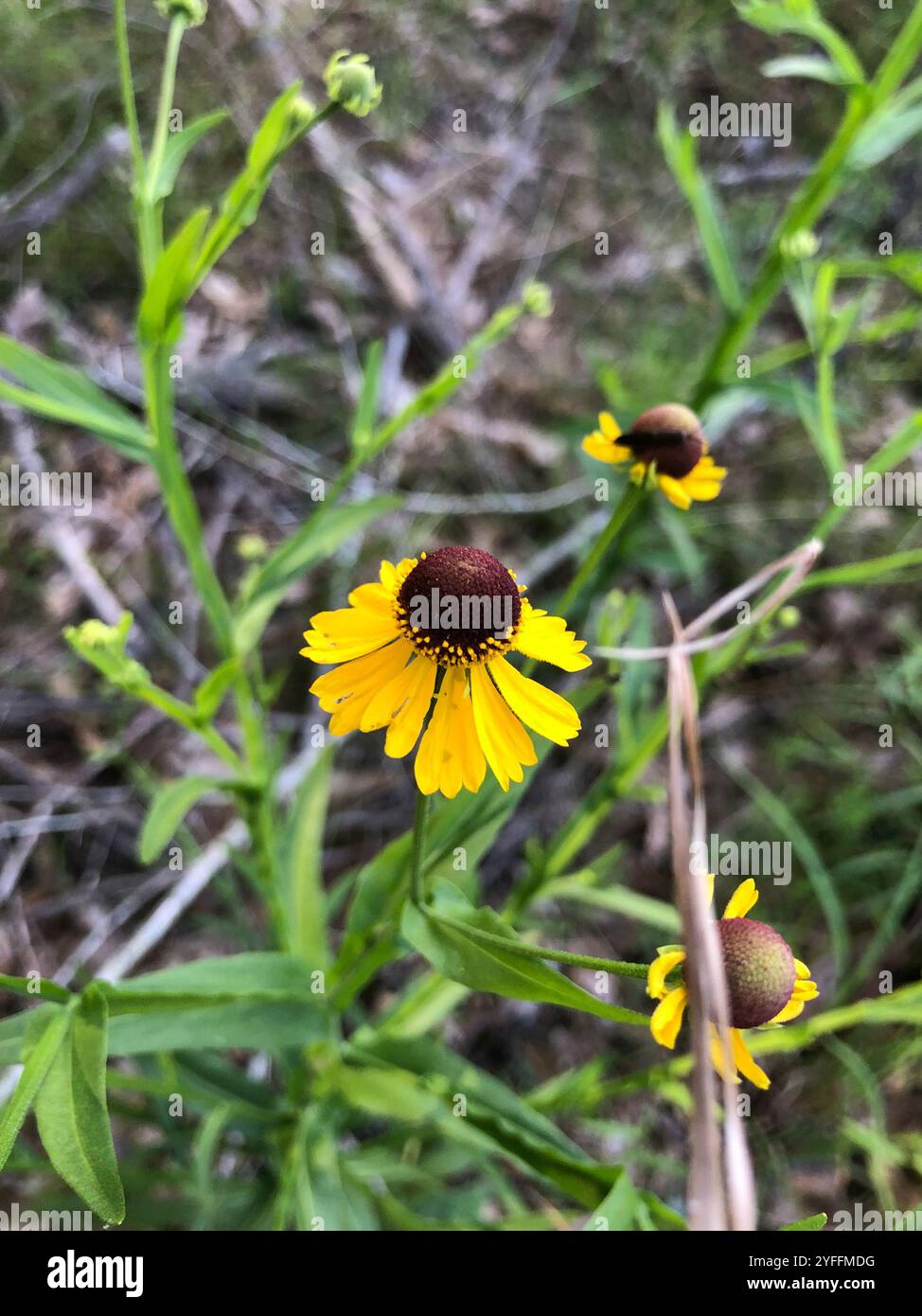 Southern Sneezeweed (Helenium flexuosum Stock Photo - Alamy