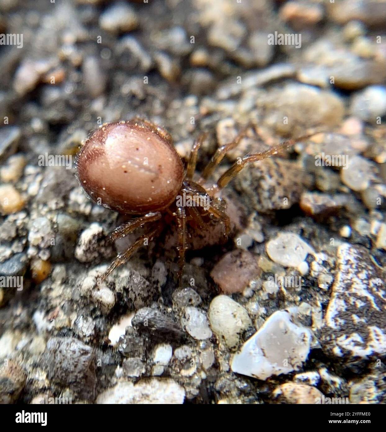 Rabbit Hutch Spider (Steatoda bipunctata Stock Photo - Alamy