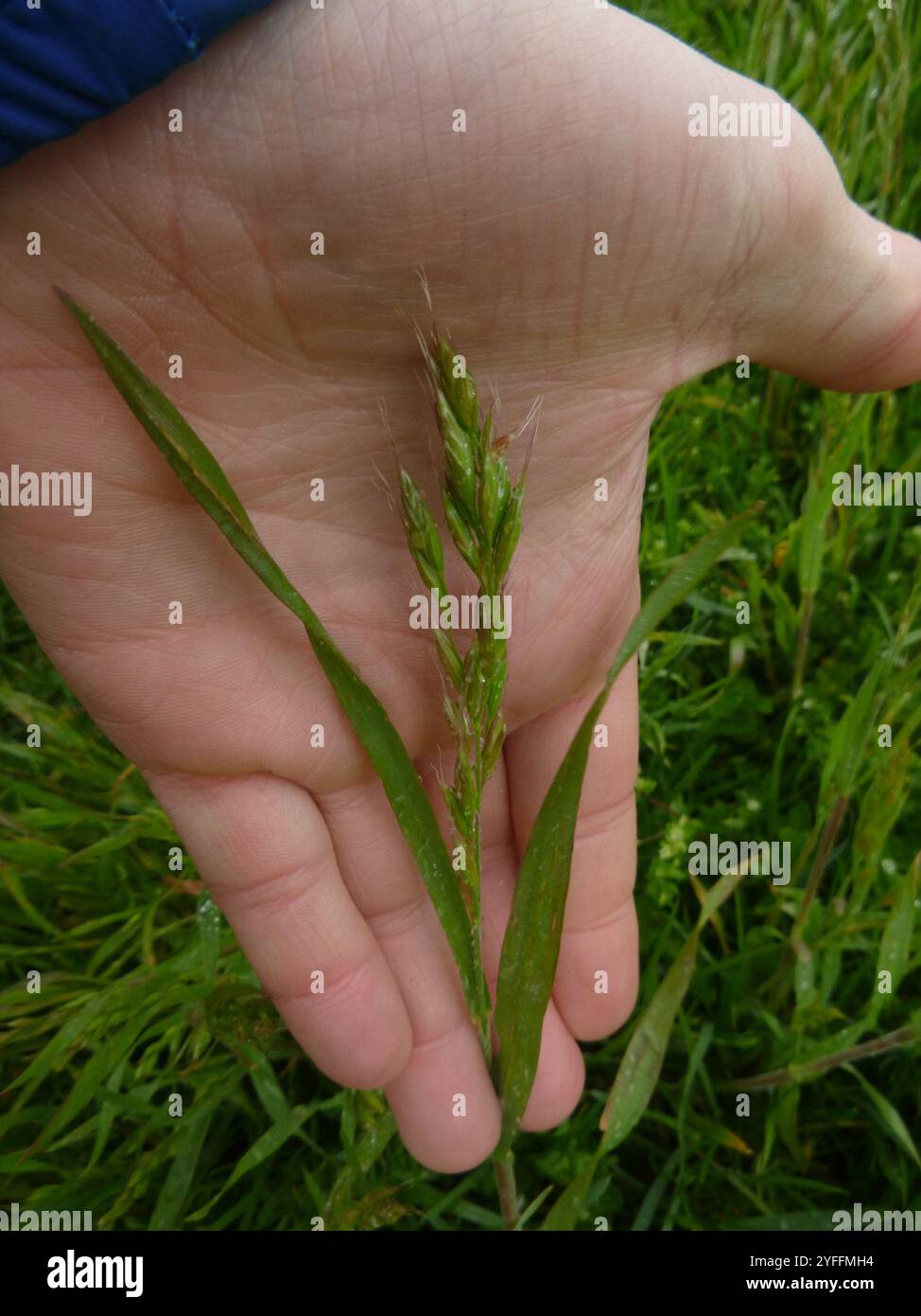 Common soft brome hi-res stock photography and images - Alamy