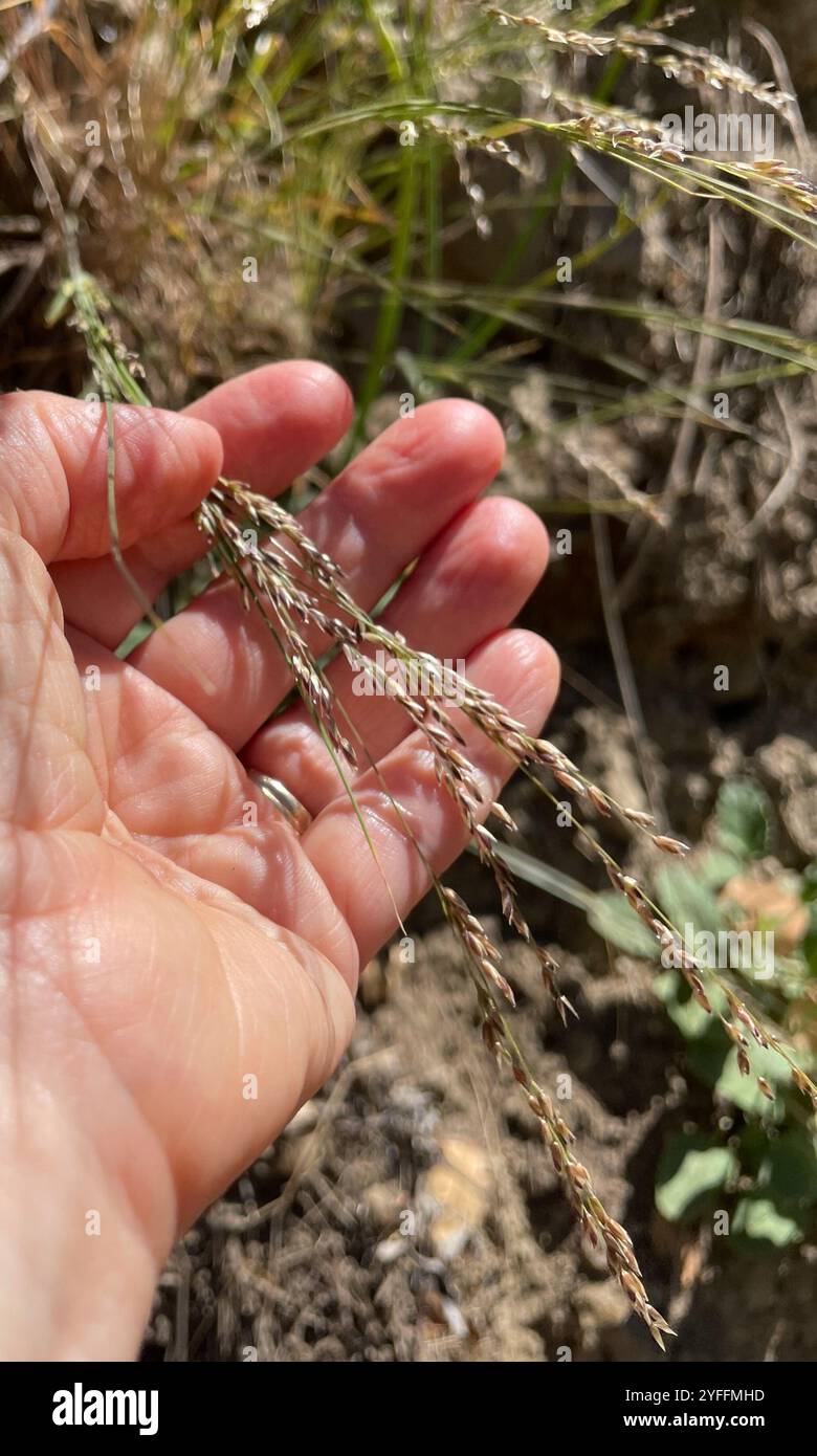 smallflower melicgrass (Melica imperfecta Stock Photo - Alamy