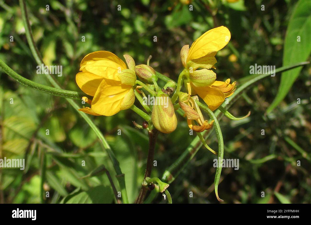 Coffee Senna (Senna occidentalis Stock Photo - Alamy