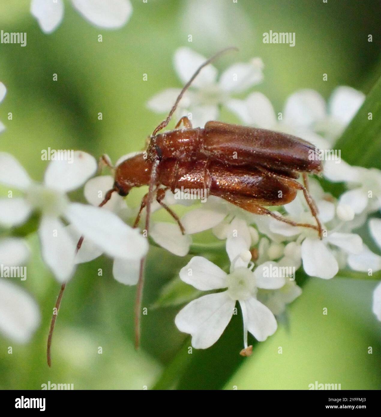 Obrium brunneum (obrium brunneum) hi-res stock photography and images ...